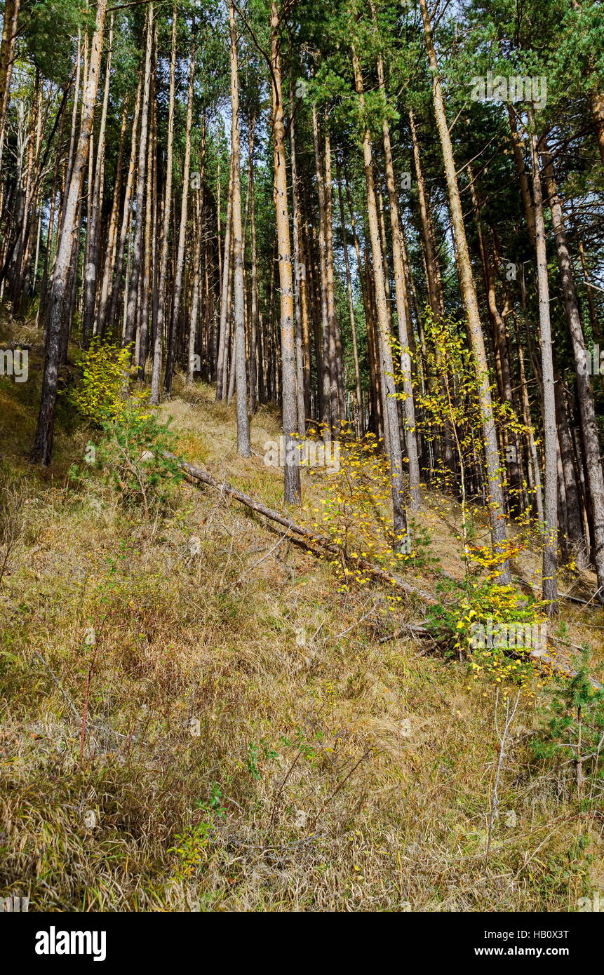 Autumn sunlit forest pine-trees, Vitosha mountain, Bulgaria Stock Photo ...