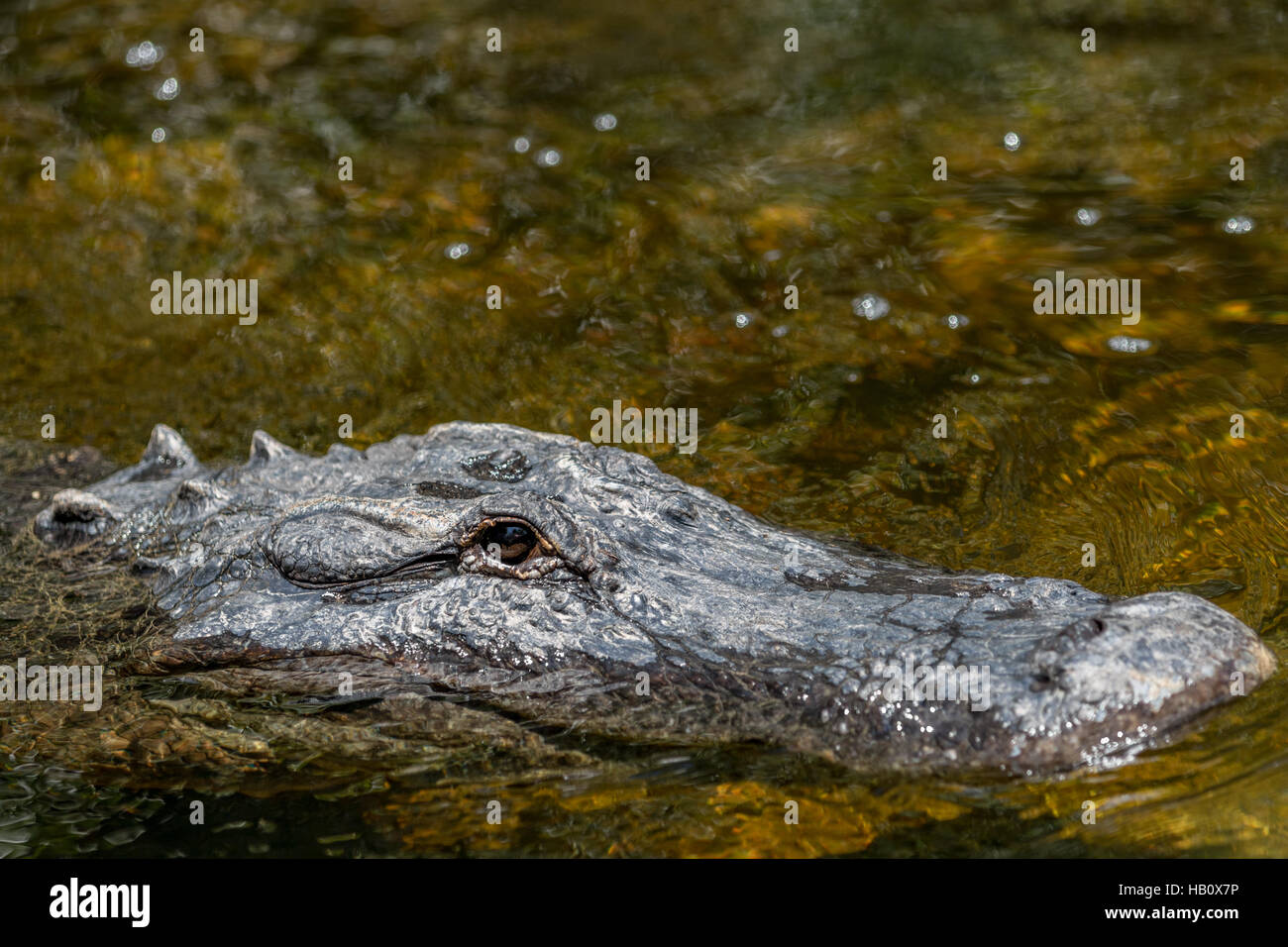 Alligator (Alligator mississippiensis) Swimming, Big Cypress National ...