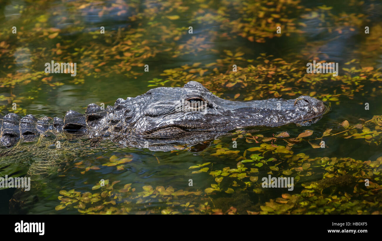 Alligator (Alligator mississippiensis) Swimming, Big Cypress National ...