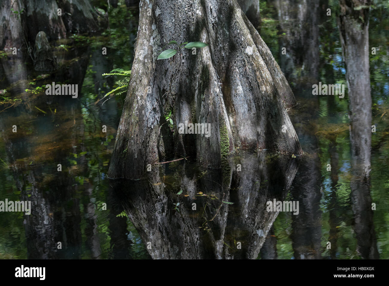 Cypress (Taxodium distichum) Roots, Swamp, Big Cypress National ...