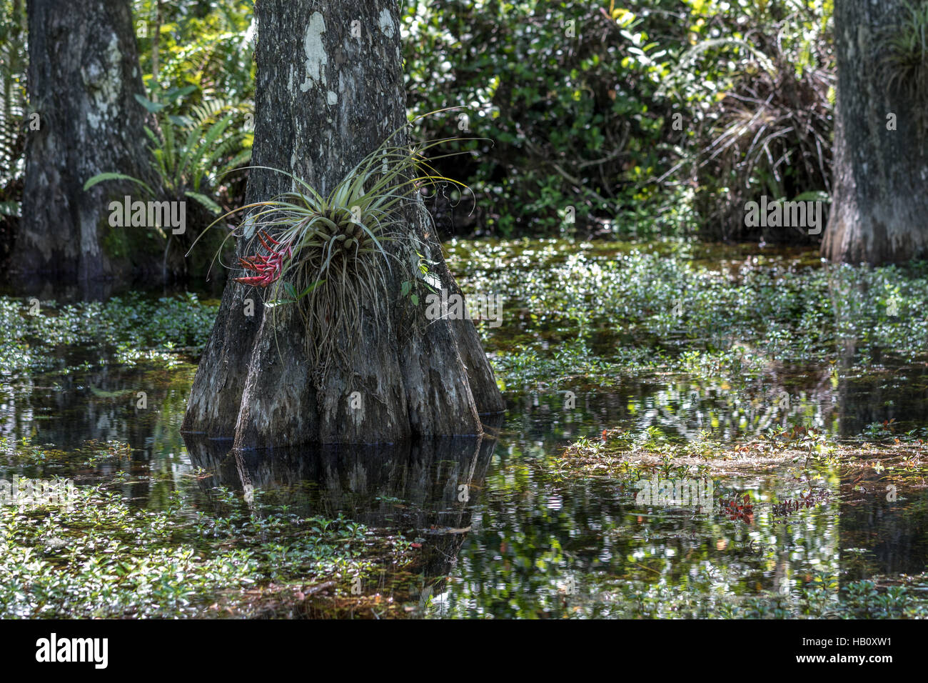 Cypress (Taxodium distichum) Roots, Swamp, Big Cypress National ...