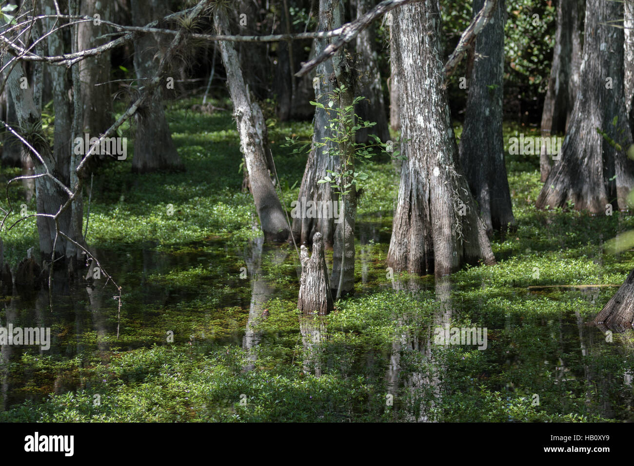Cypress (Taxodium distichum) Roots, Swamp, Big Cypress National ...