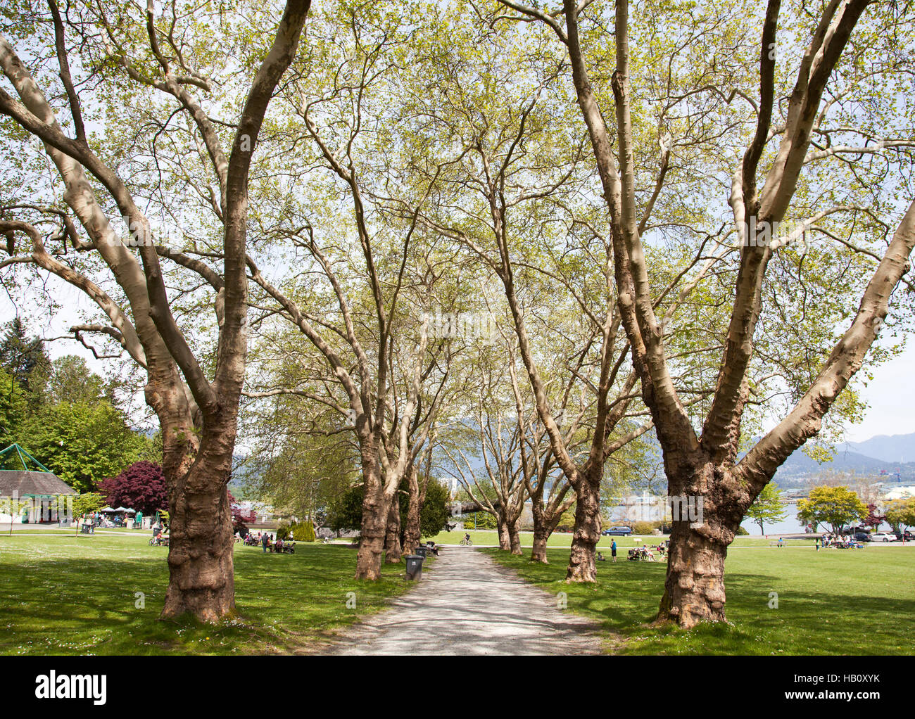 The alley of tall trees in Stanley park (Vancouver, British Columbia ...