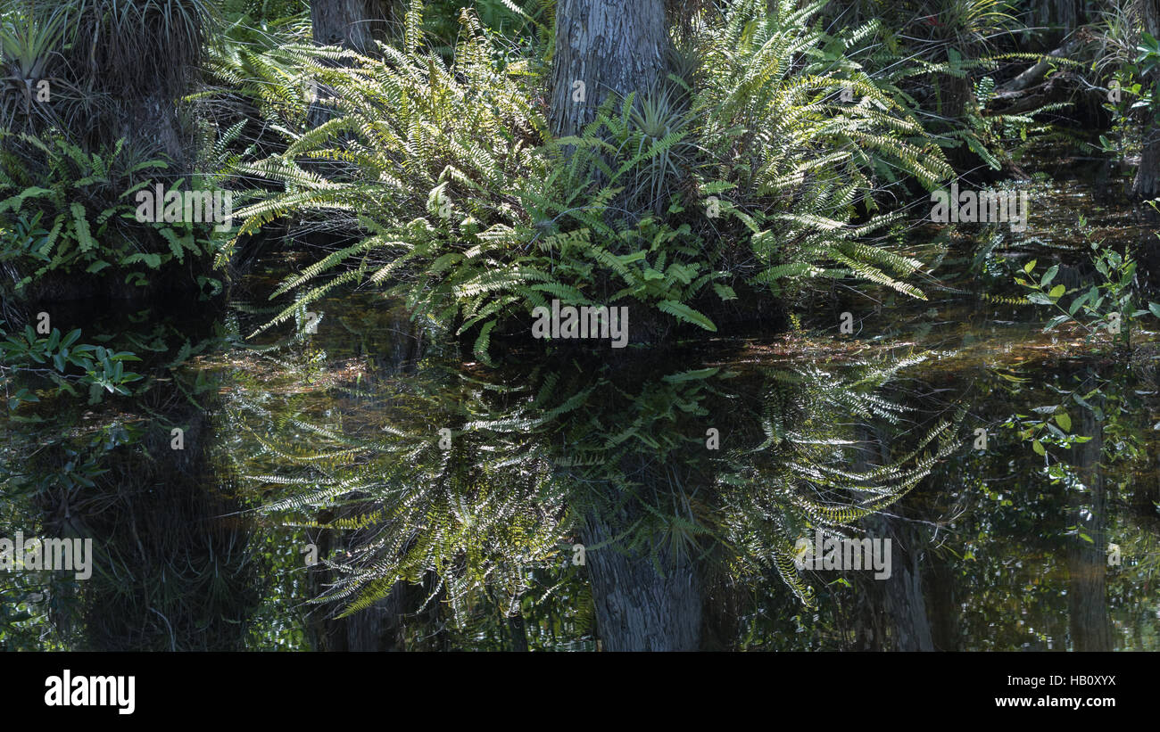 Fern, Cypress (Taxodium distichum) Roots, Swamp, Big Cypress National ...