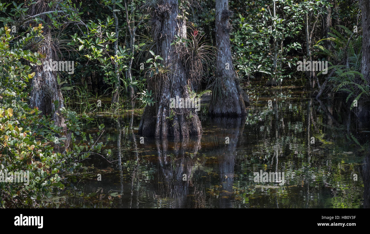 Cypress (Taxodium distichum) Roots, Swamp, Big Cypress National ...