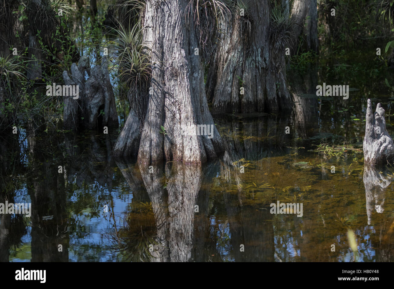 Cypress knees everglades hi-res stock photography and images - Alamy