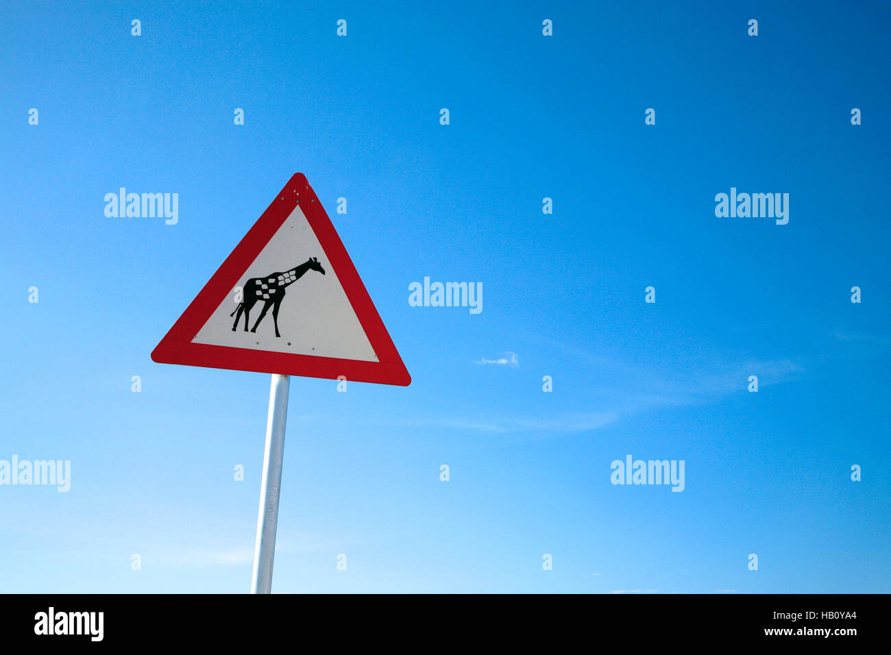Traffic Danger Giraffe Crossing Road Sign in Namibia, Africa Stock ...