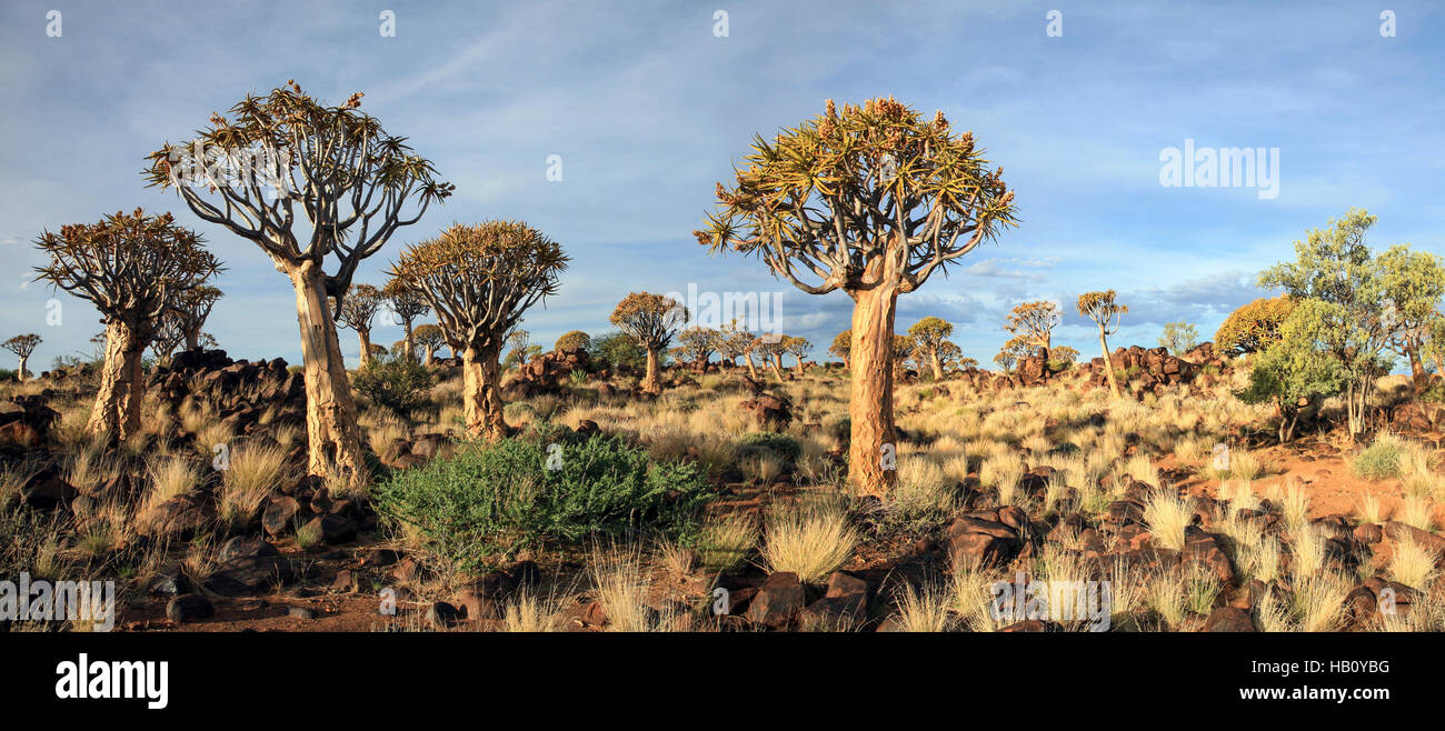 Quiver Tree Forest in Namibia Stock Photo - Alamy