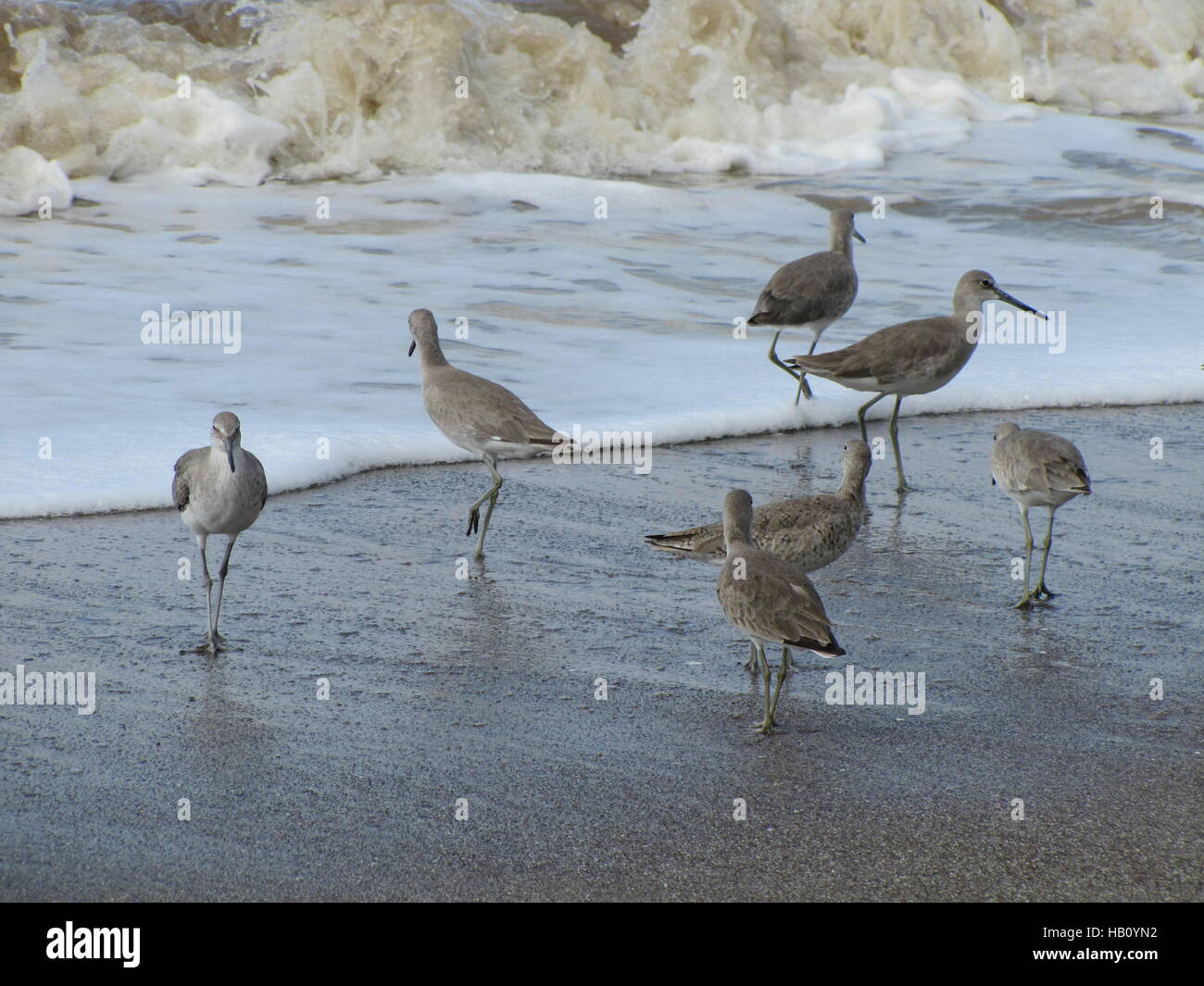 A group, known as a bind, of willets on a beach Stock Photo - Alamy