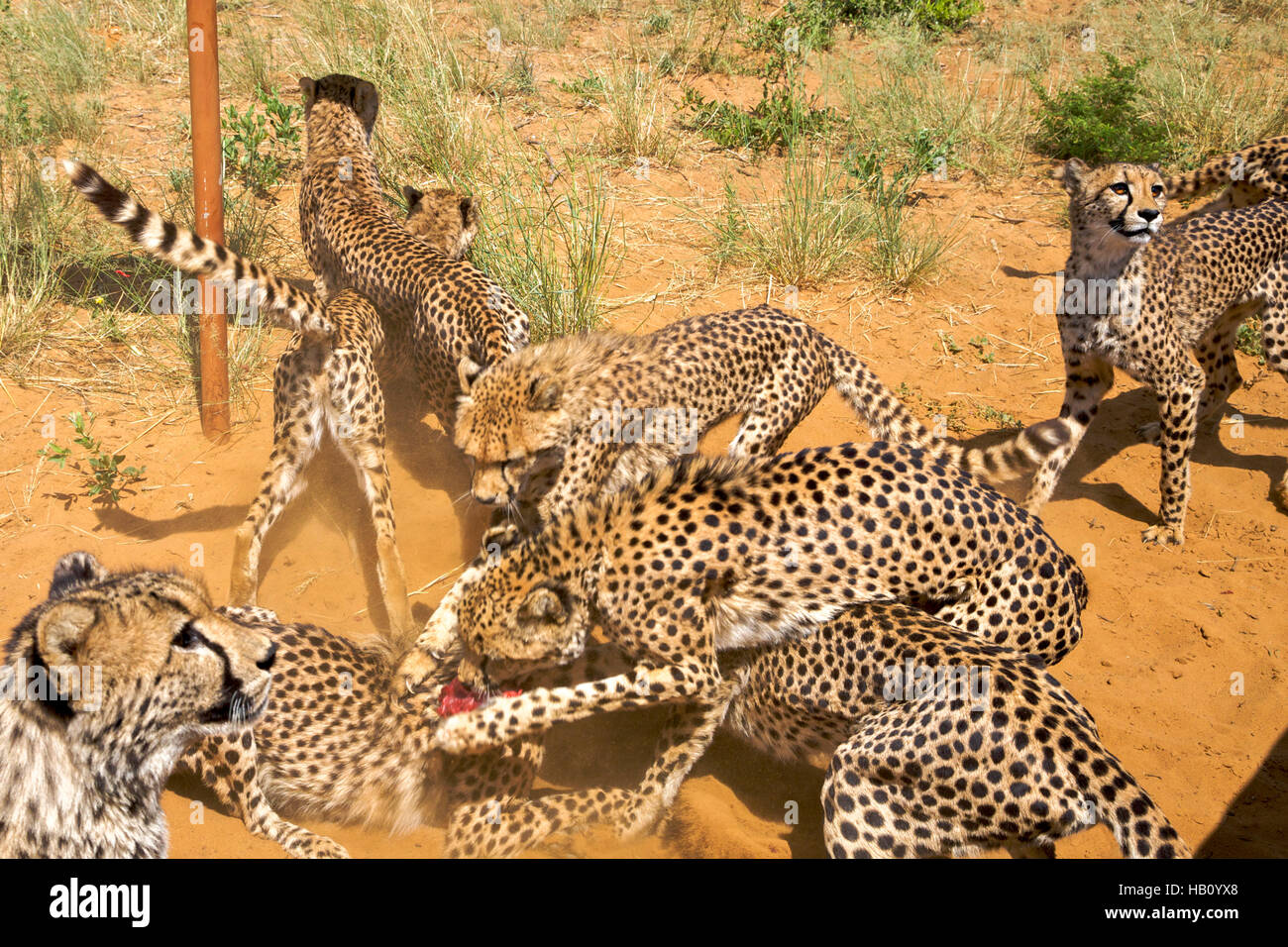 Group of cheetahs fighting for food hi-res stock photography and images ...