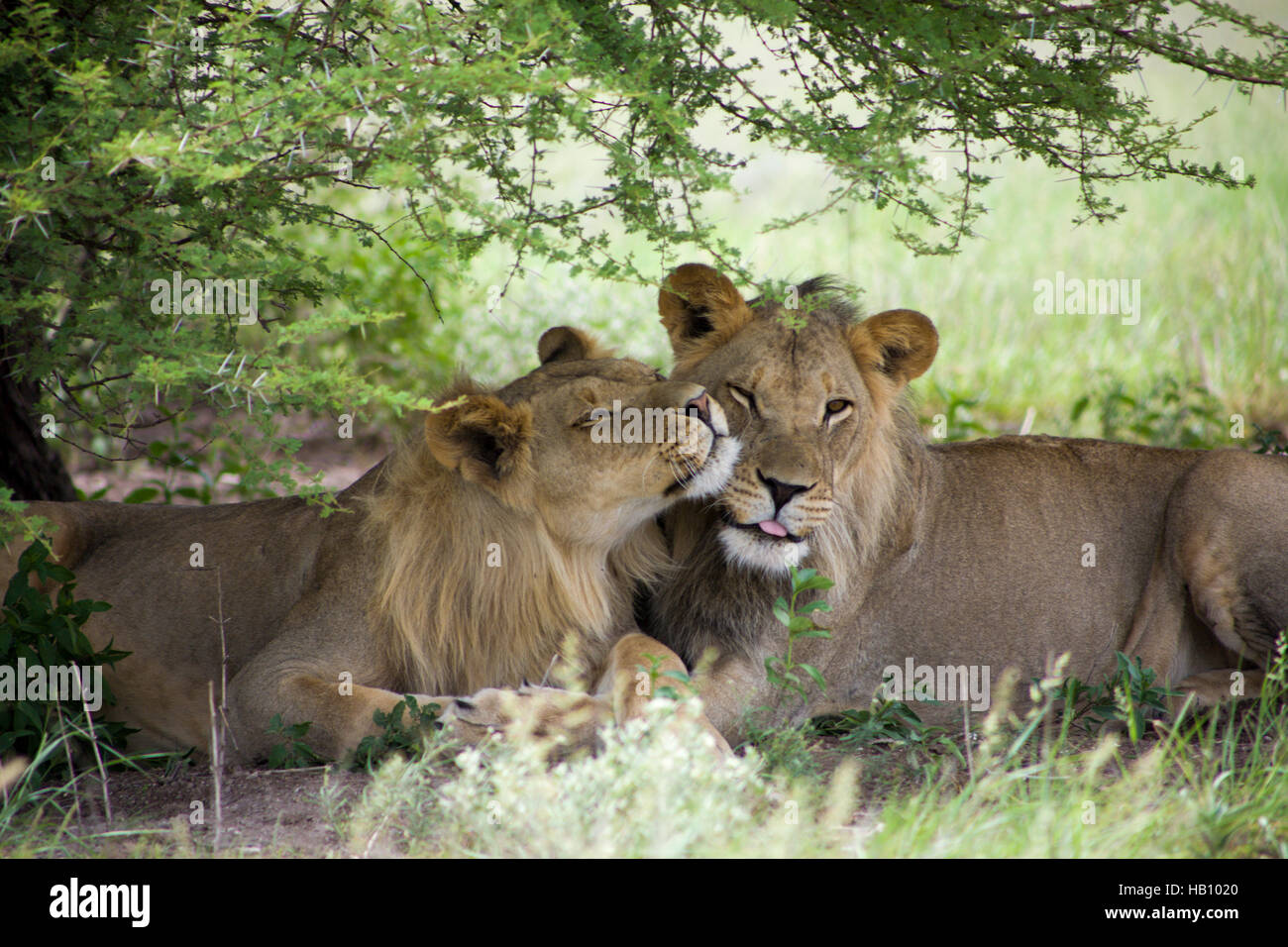 Wild Animals Cuddling