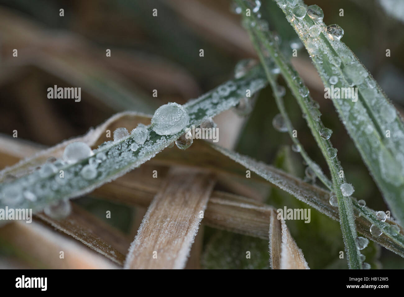 Frozen / frosted dew drops on grass - visual metaphor for winter ...