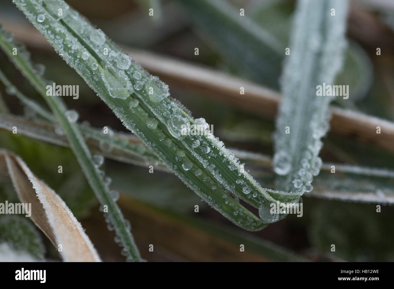 Freezing dew drops on grass hi-res stock photography and images - Alamy