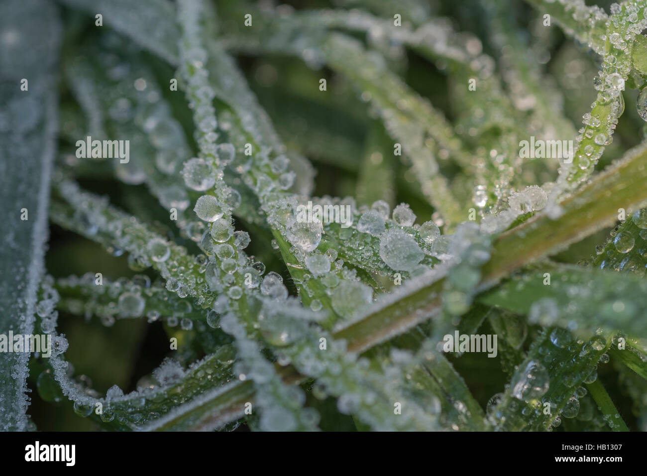 Frozen / frosted dew drops on grass - visual metaphor for winter ...