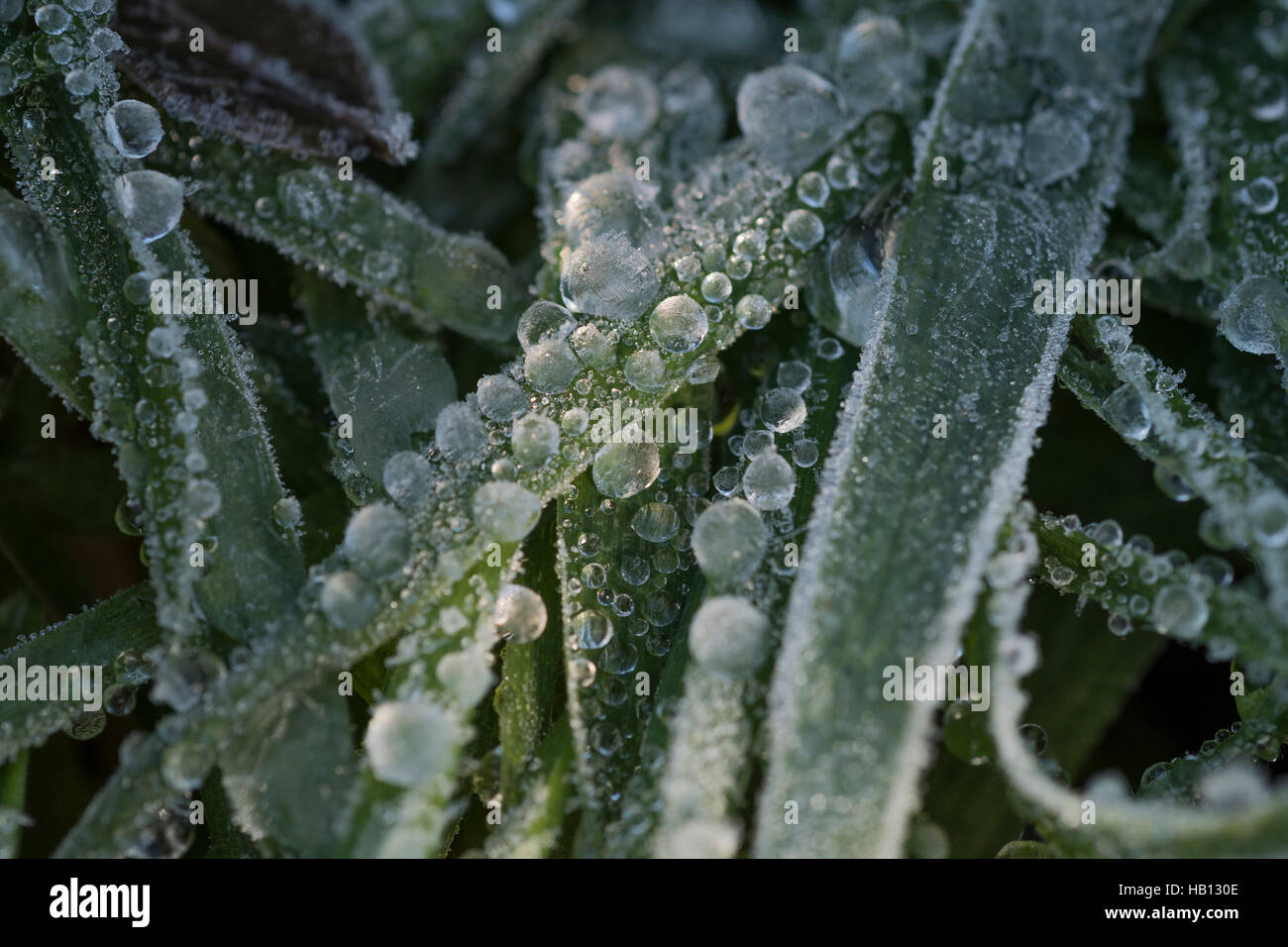 Frozen / frosted dew drops on grass - visual metaphor for winter ...