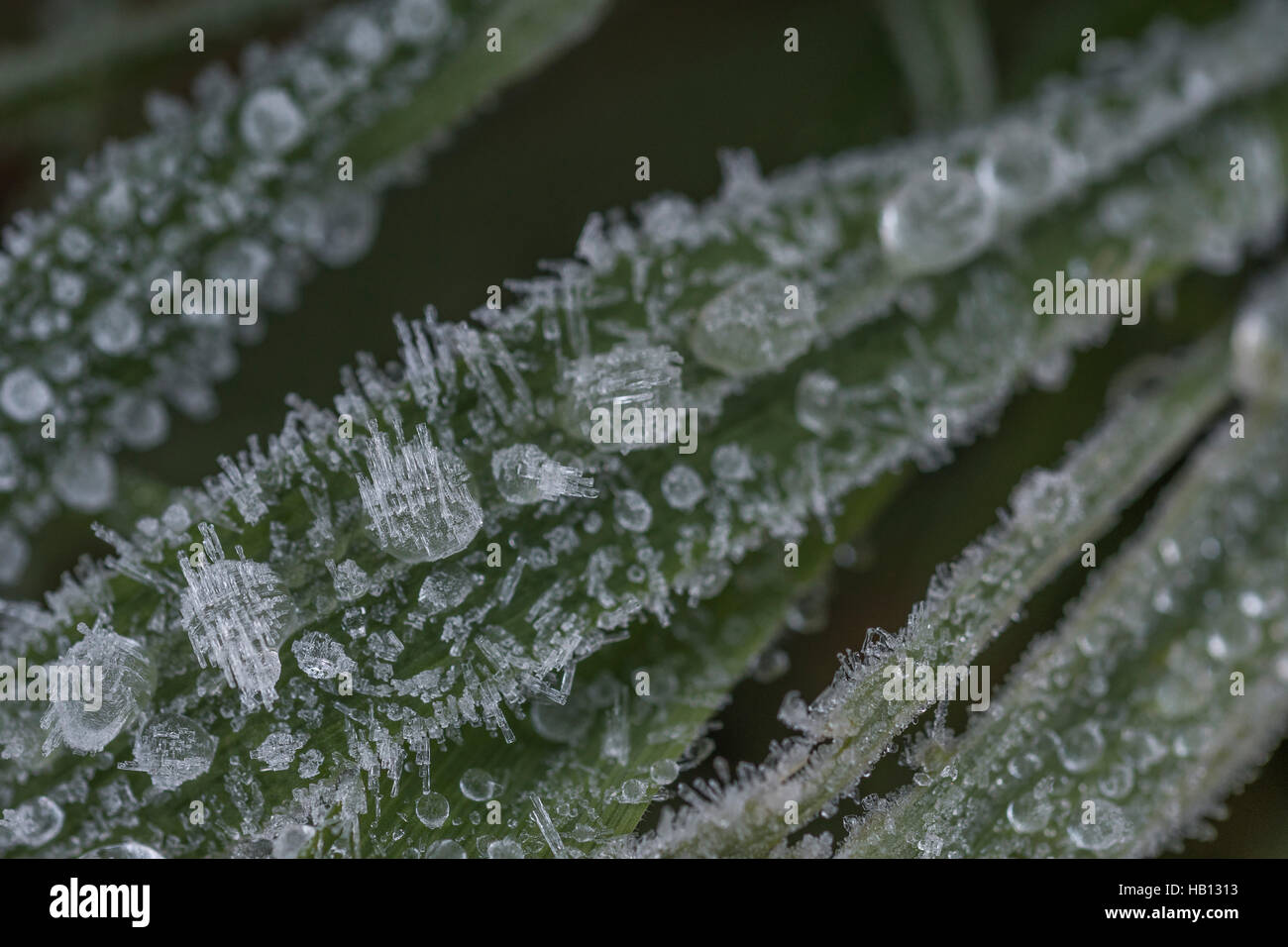 Frozen / frosted dew drops on grass - visual metaphor for winter ...