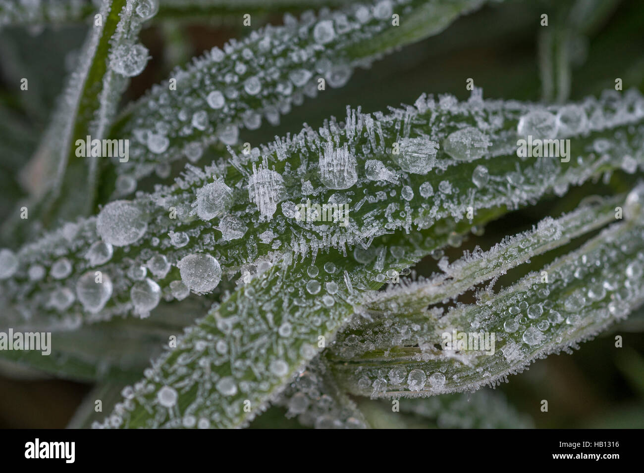 Frozen / frosted dew drops on grass - visual metaphor for winter ...