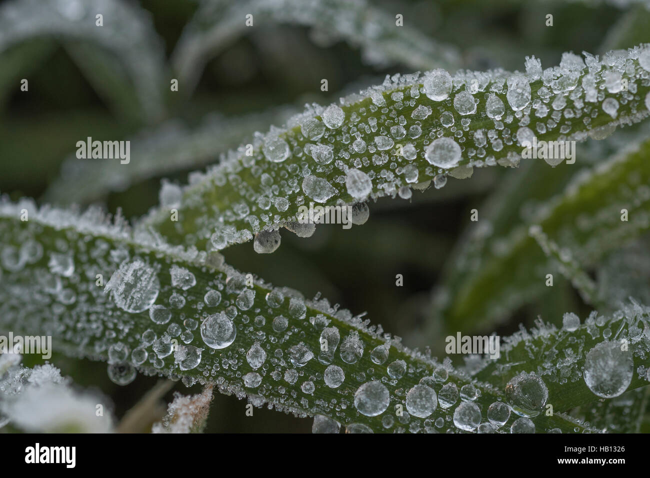 Frozen / frosted dew drops on grass - visual metaphor for winter ...