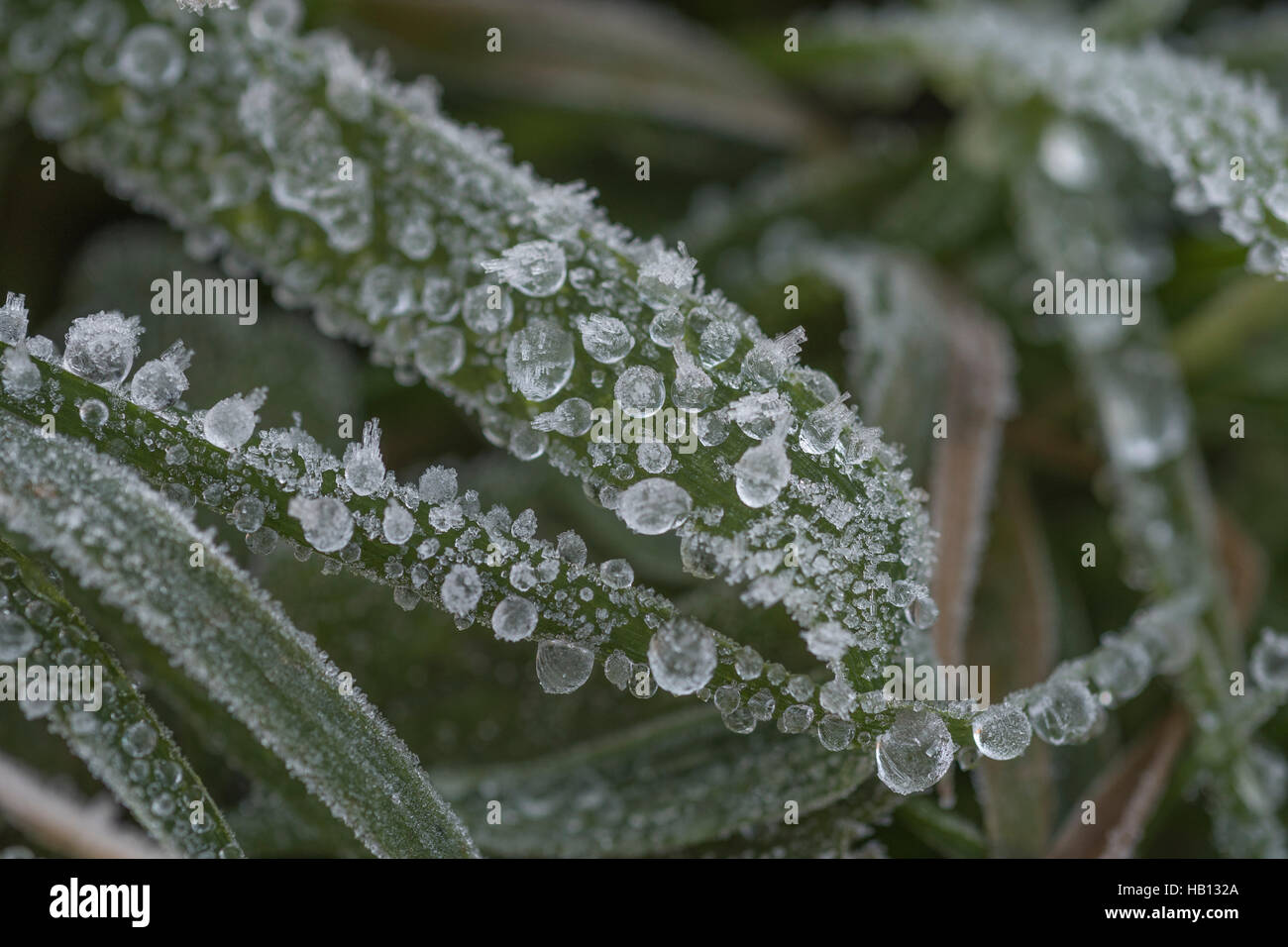 Freezing dew drops on grass hi-res stock photography and images - Alamy