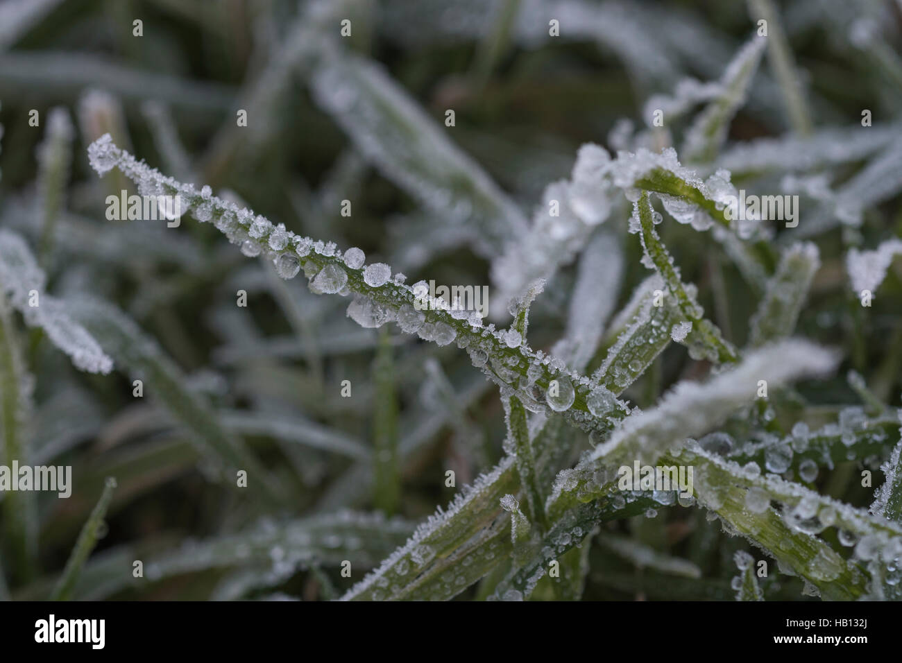 Freezing dew drops on grass hi-res stock photography and images - Alamy