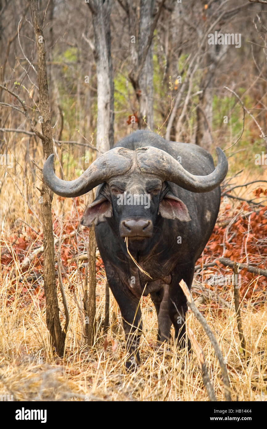 African buffalo male hi-res stock photography and images - Alamy