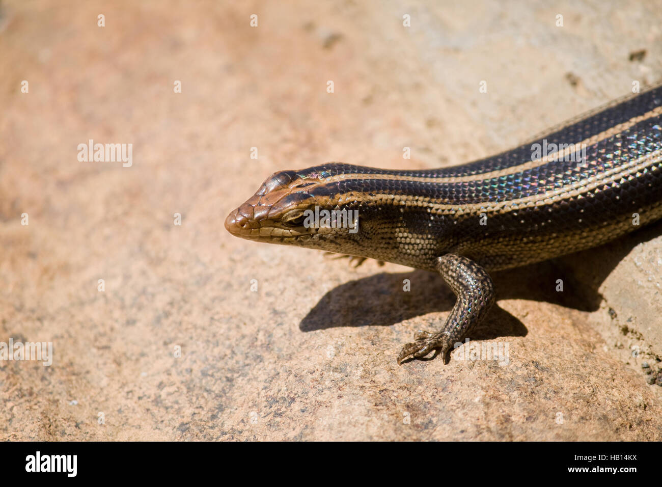 Striped skink hi-res stock photography and images - Alamy