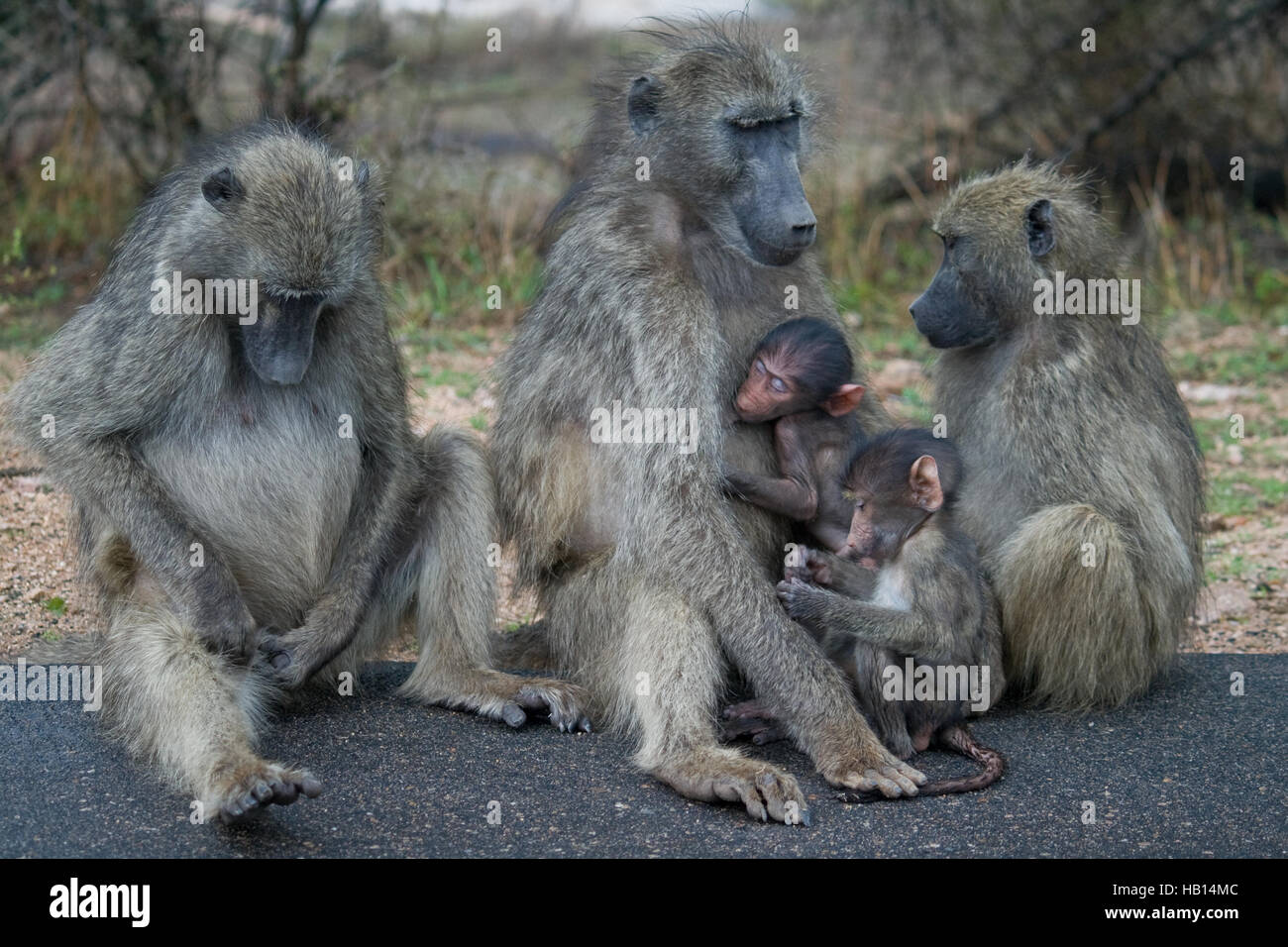 Family chacma baboons Stock Photo - Alamy