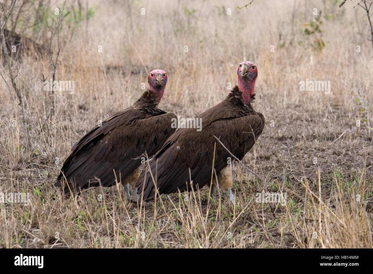 Two lapped-faced vultures on the ground Stock Photo - Alamy