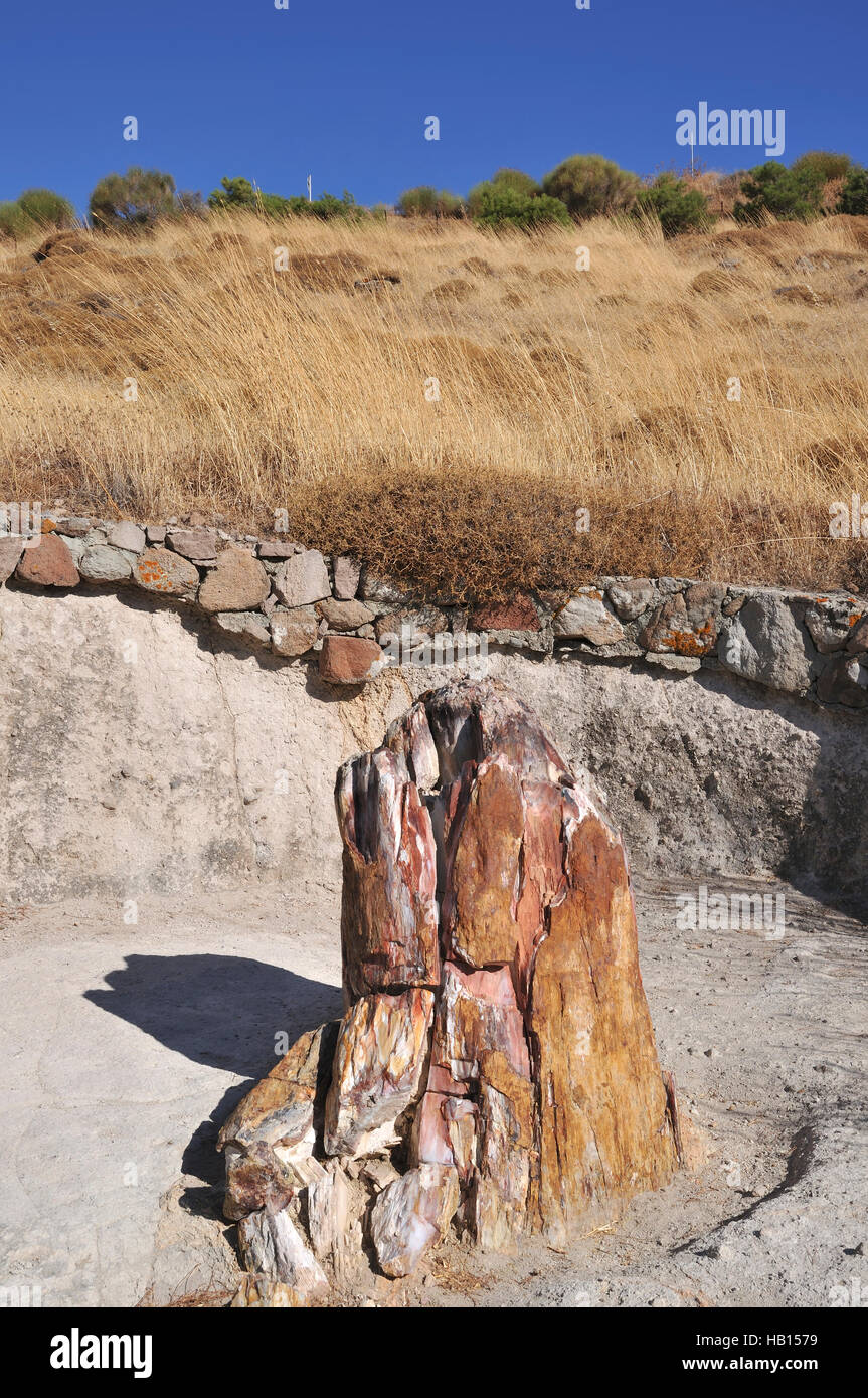 Petrified forest lesbos hi-res stock photography and images - Alamy