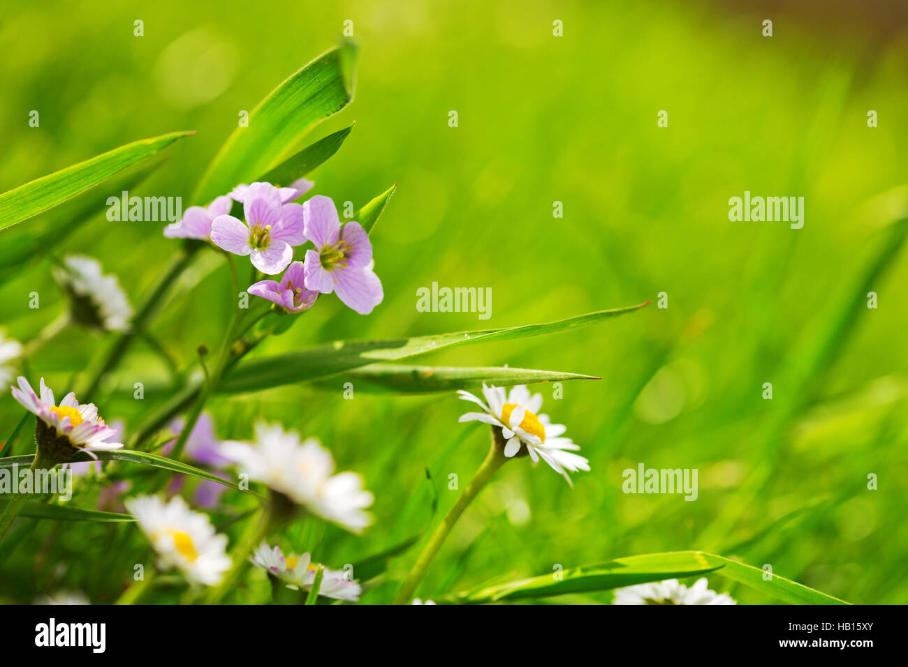 Summer flowers background Stock Photo - Alamy