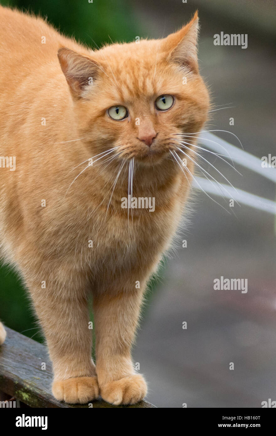 Big ginger cat with ling whiskers walking on wooden fence Stock Photo ...