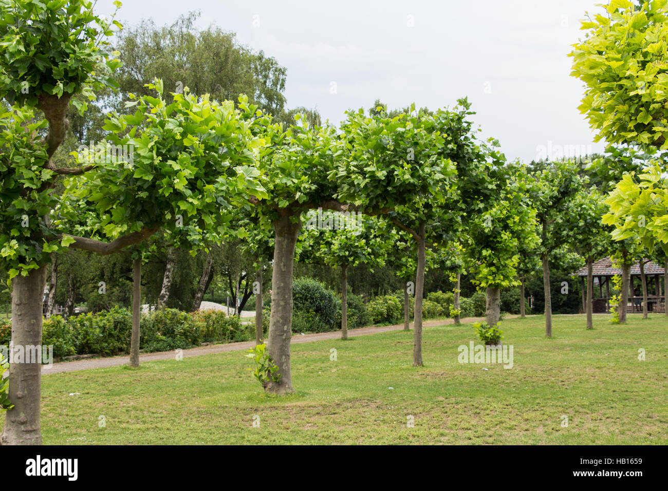 maple plane trees Stock Photo - Alamy