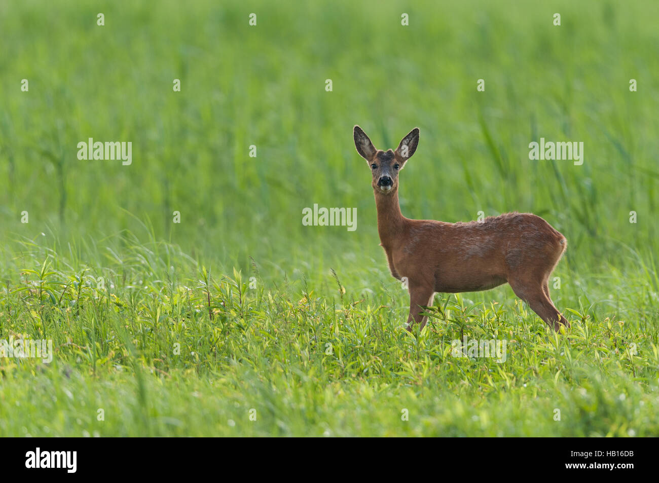 Roe deer -Lake Neusiedl, Austria Stock Photo - Alamy