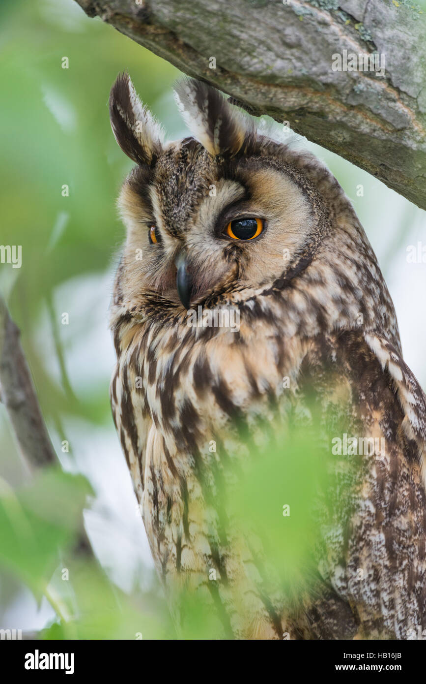 Owl lake hi-res stock photography and images - Alamy