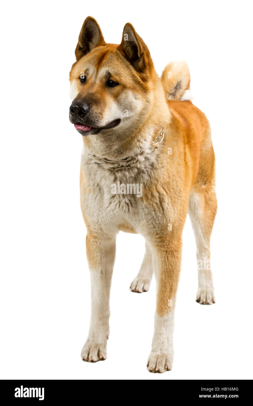 Young akita inu hi-res stock photography and images - Alamy