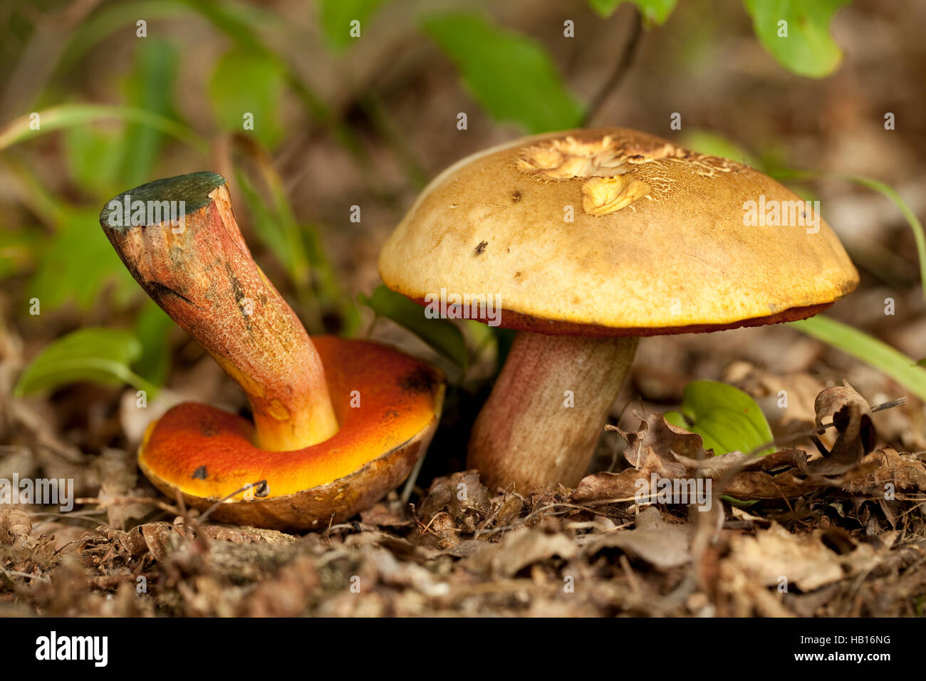 Boletus subvelutipes hi-res stock photography and images - Alamy