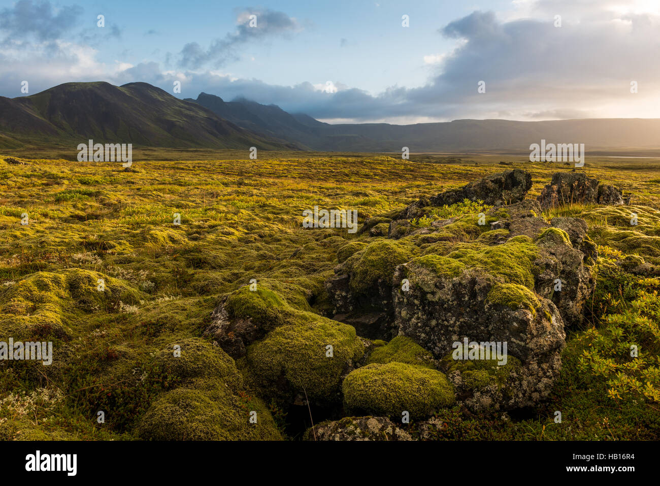 Iceland -lava field Stock Photo - Alamy