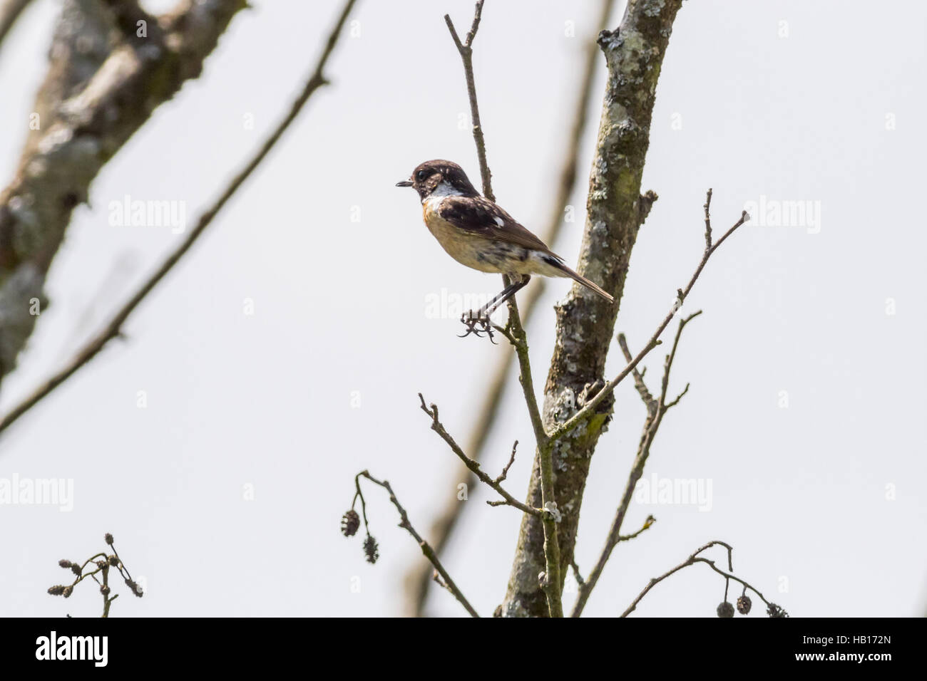 Stonechat flying hi-res stock photography and images - Alamy