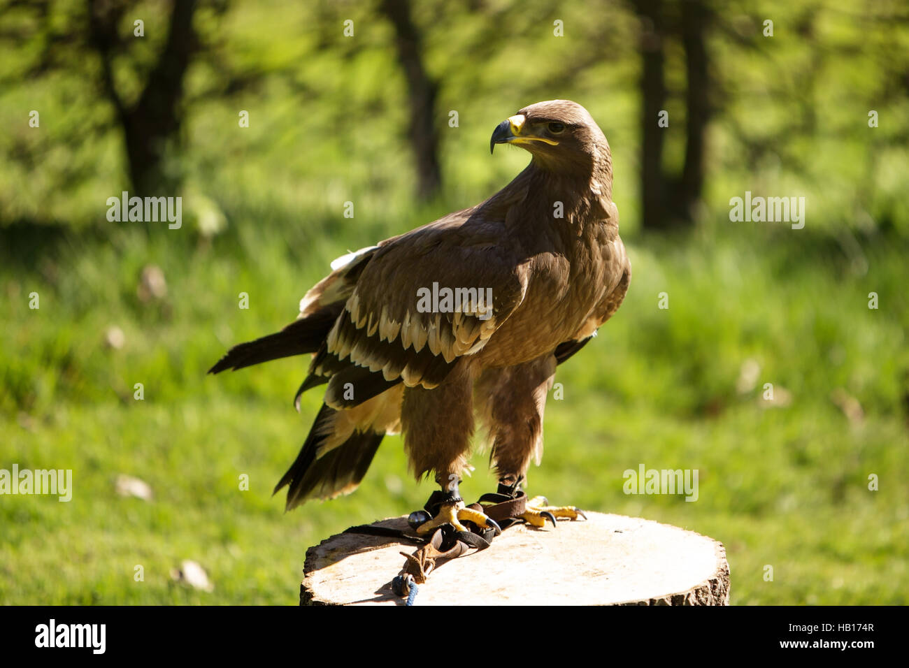 bird of pray shot outside in captivity Stock Photo - Alamy