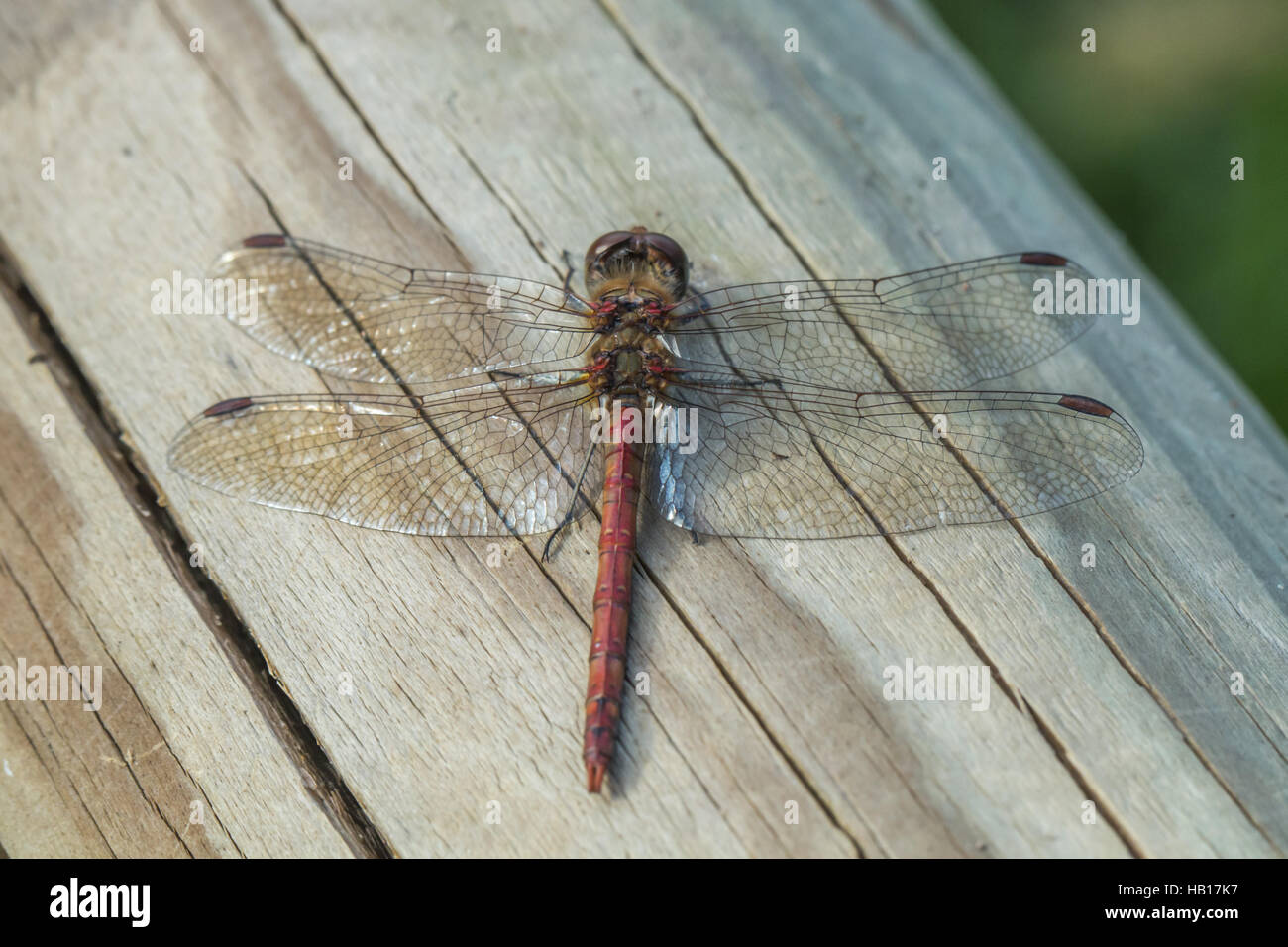 Vagr hi-res stock photography and images - Alamy