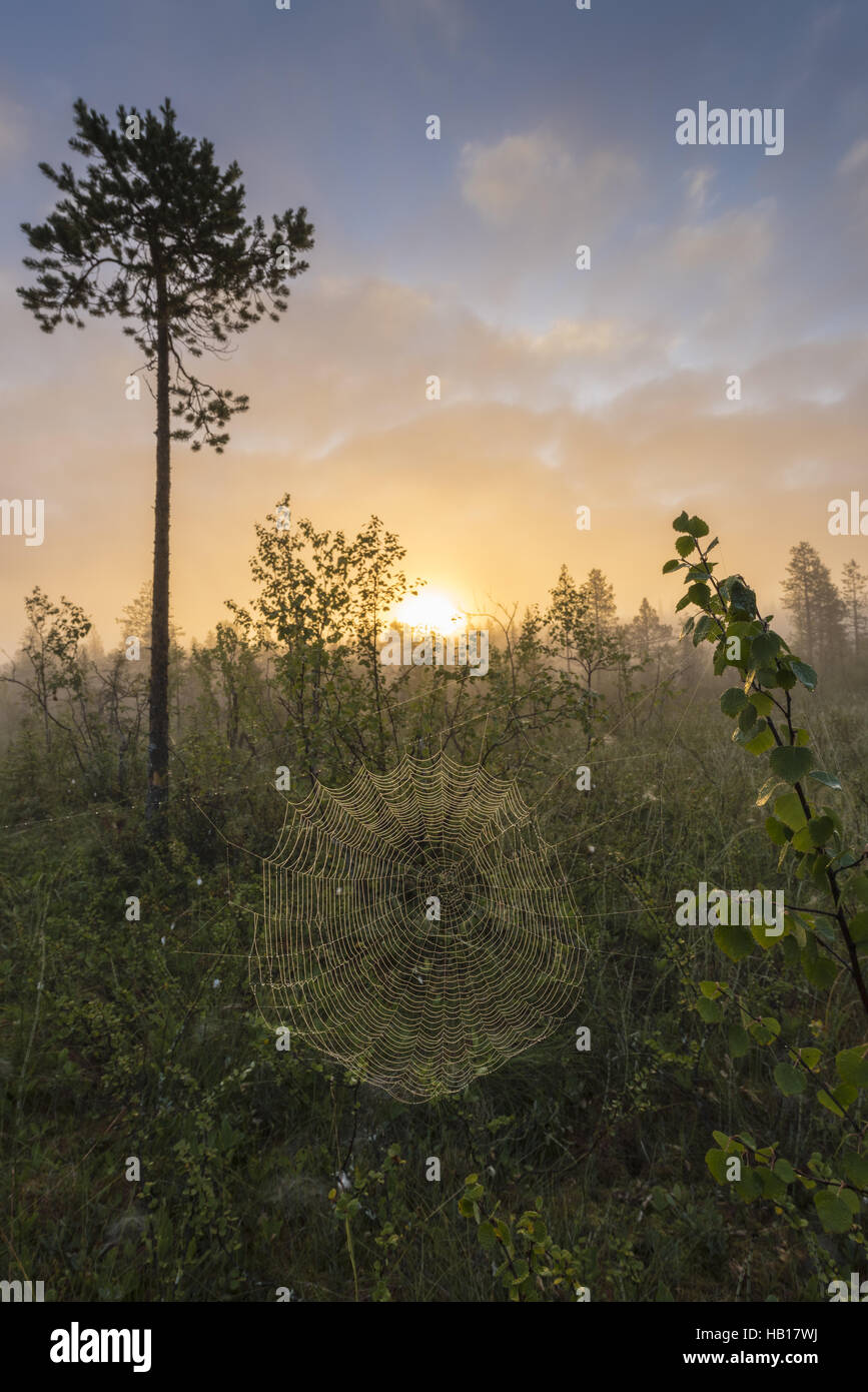 morning mood in swampland, Lapland, Swedem Stock Photo - Alamy