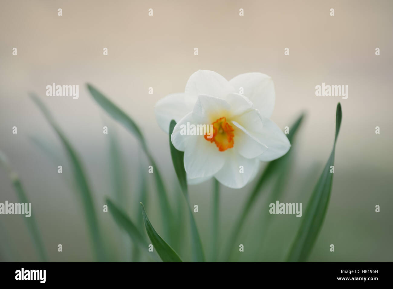 Narcissus flowers. Selective focus Stock Photo - Alamy