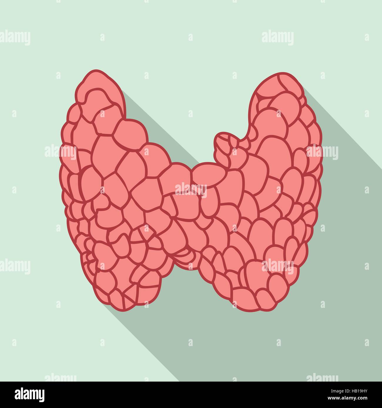 Thyroid gland and cartilage anatomy Stock Vector Images - Alamy