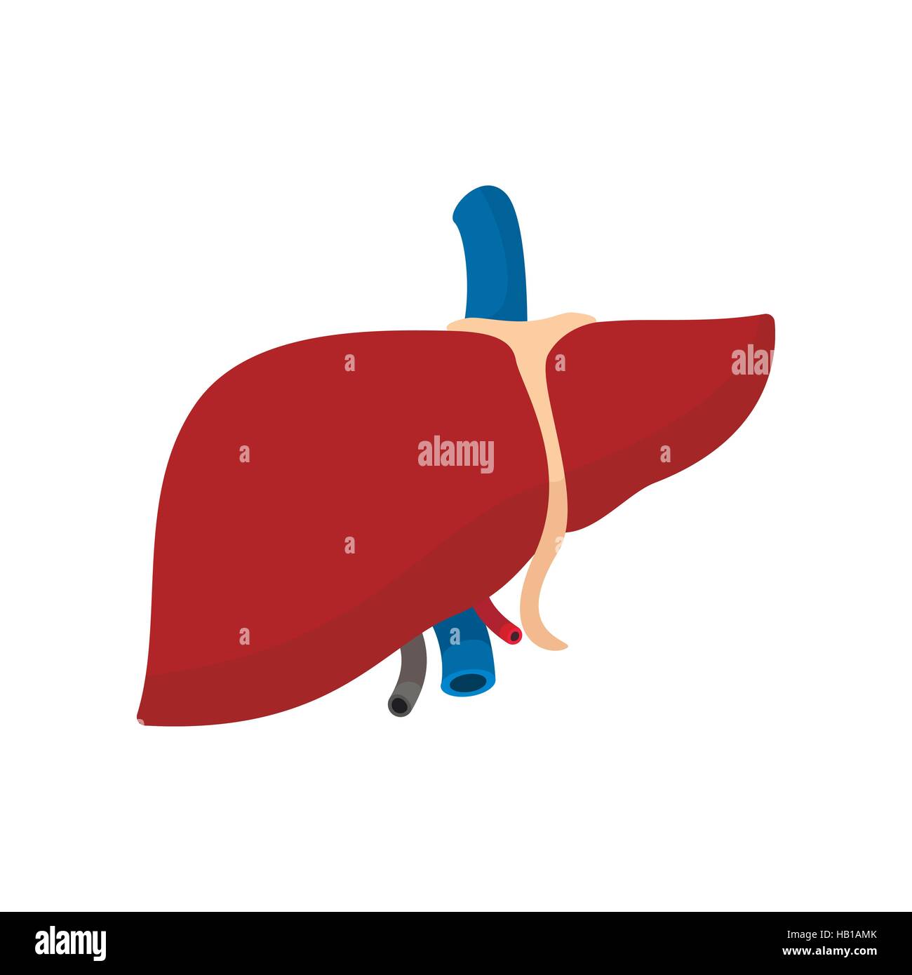 Human liver cartoon icon Stock Vector Image & Art - Alamy