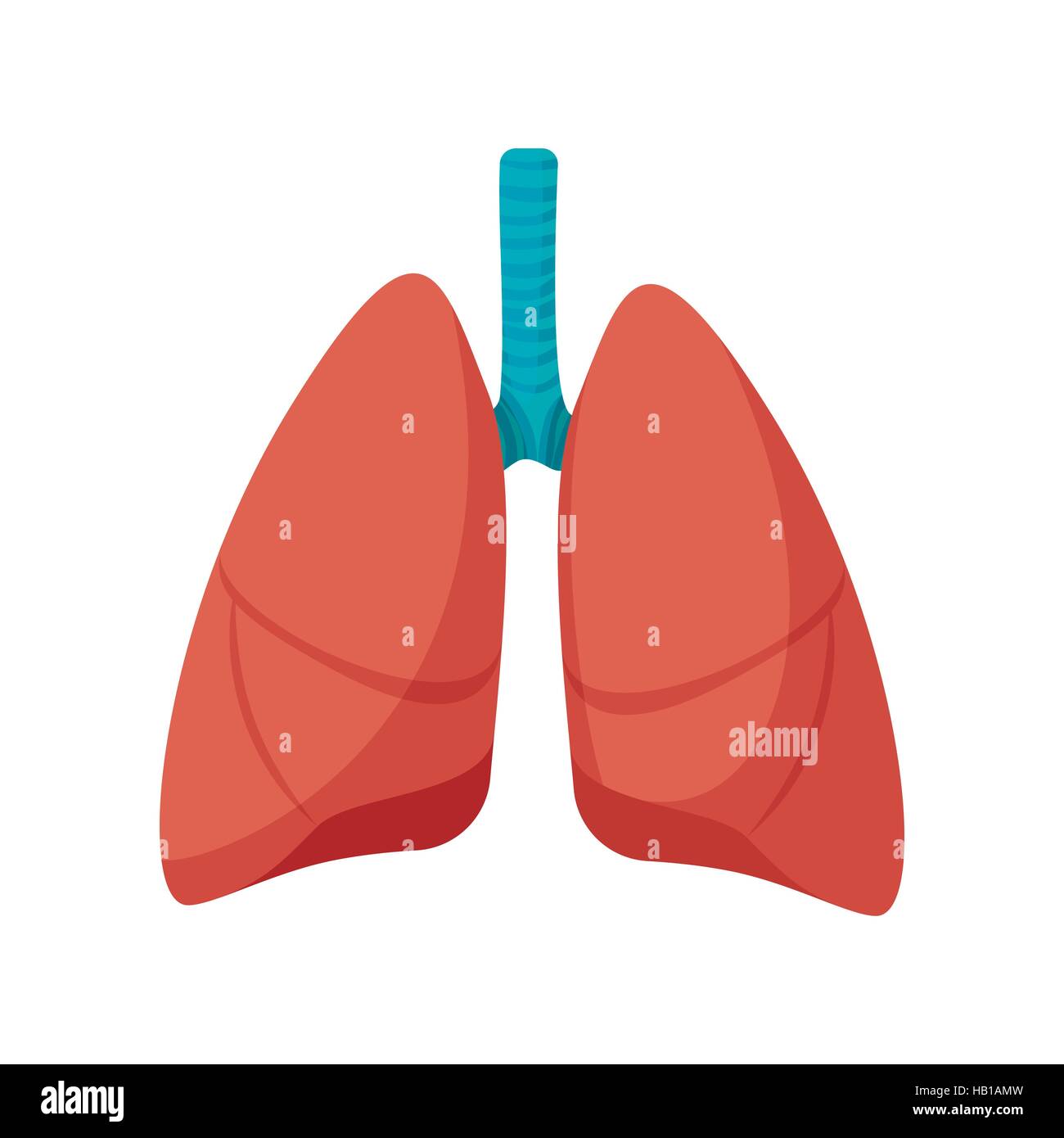 Human lungs cartoon icon Stock Vector Image & Art - Alamy
