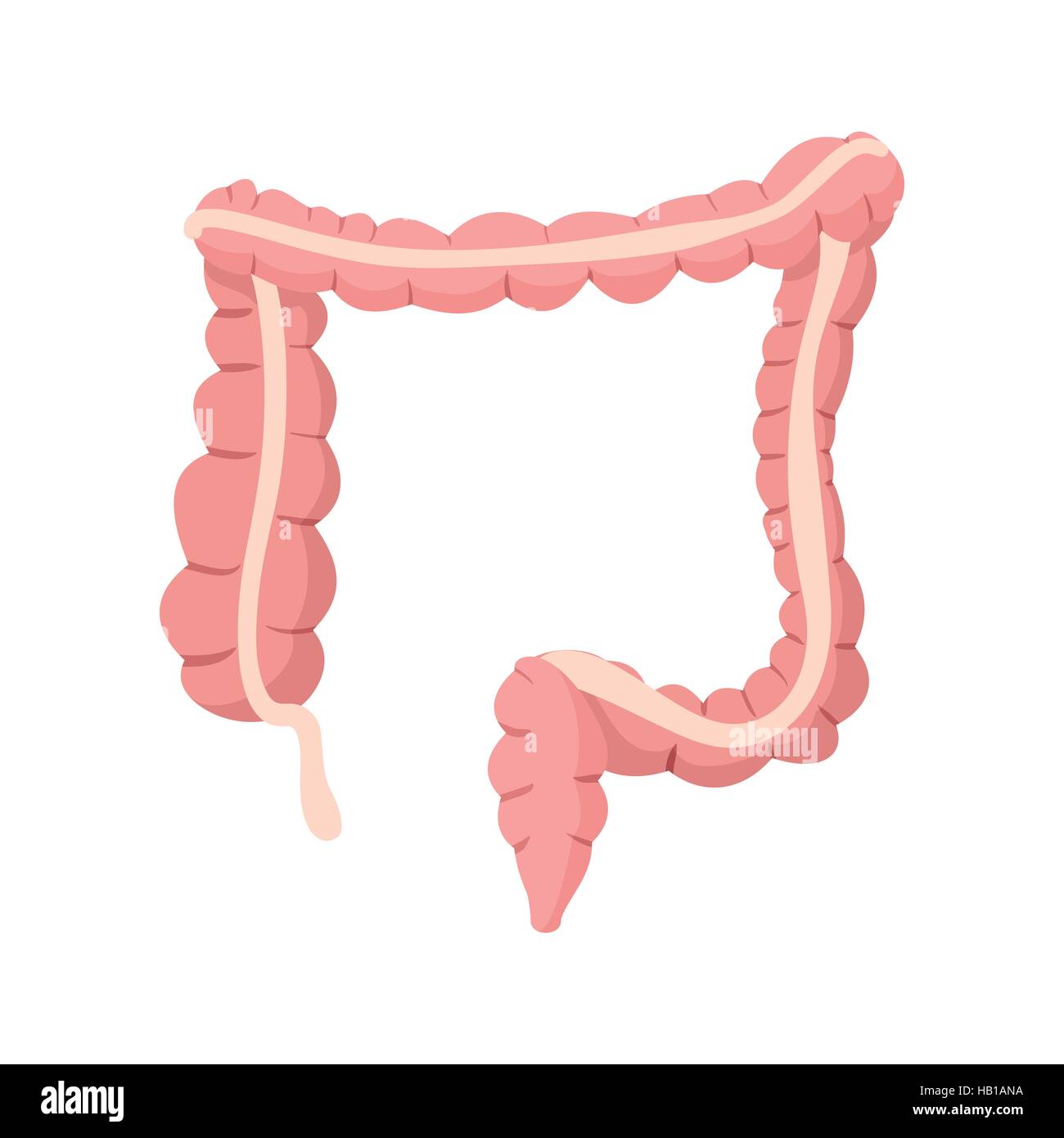 Transverse Colon Stock Photos & Transverse Colon Stock Images - Alamy