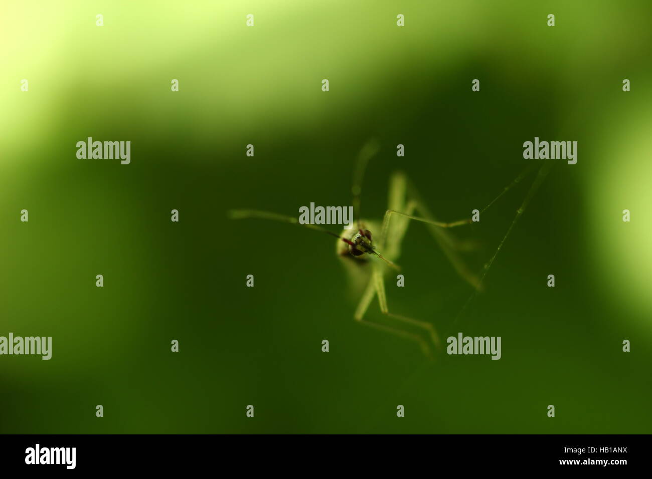 Spider thread hi-res stock photography and images - Alamy