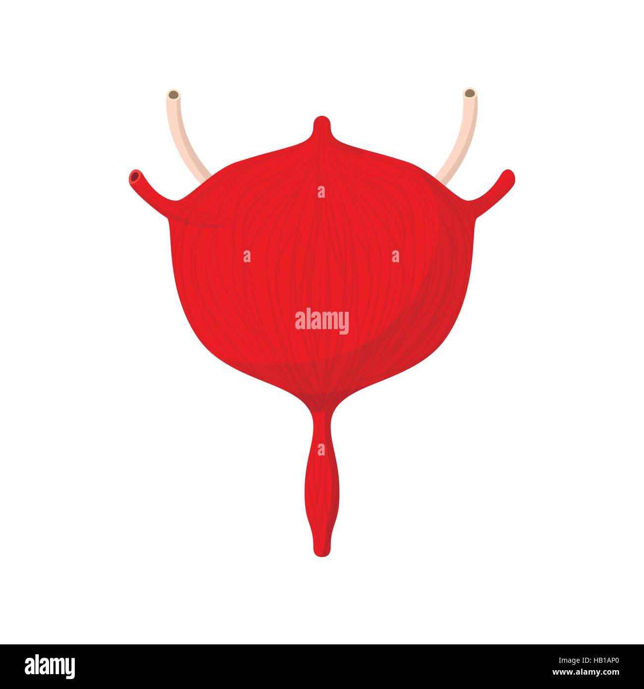Human bladder cartoon icon Stock Vector Image & Art - Alamy