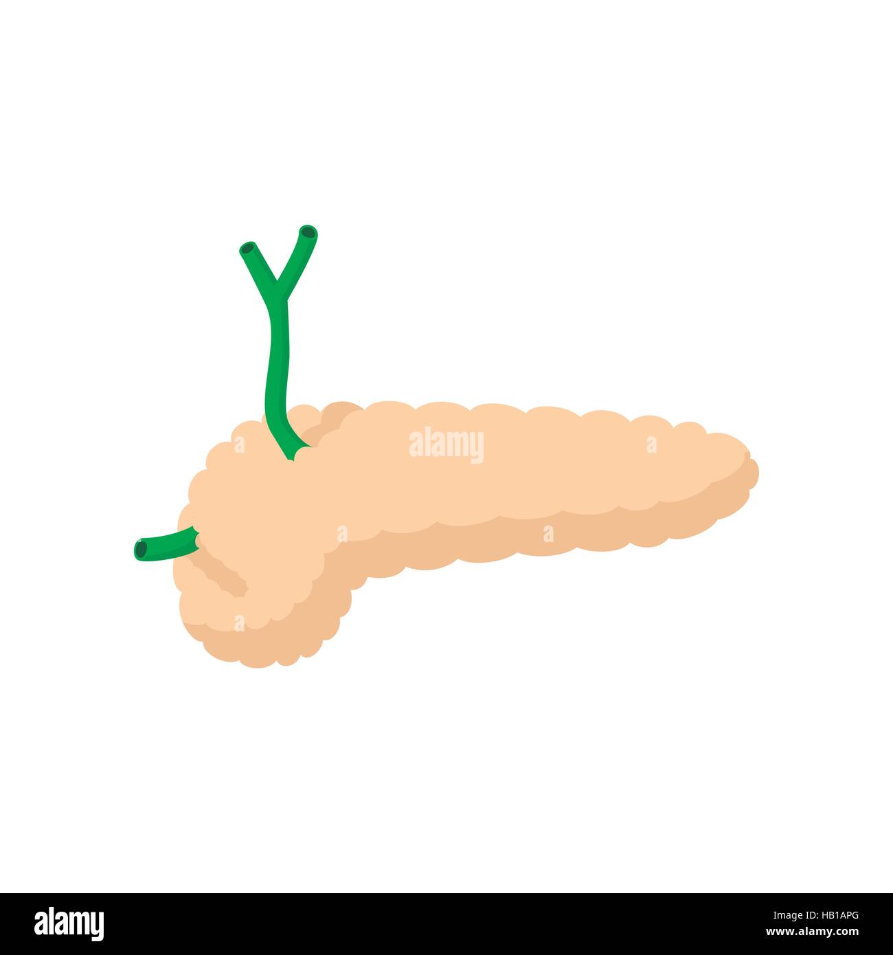 Pancreas stone hi-res stock photography and images - Alamy