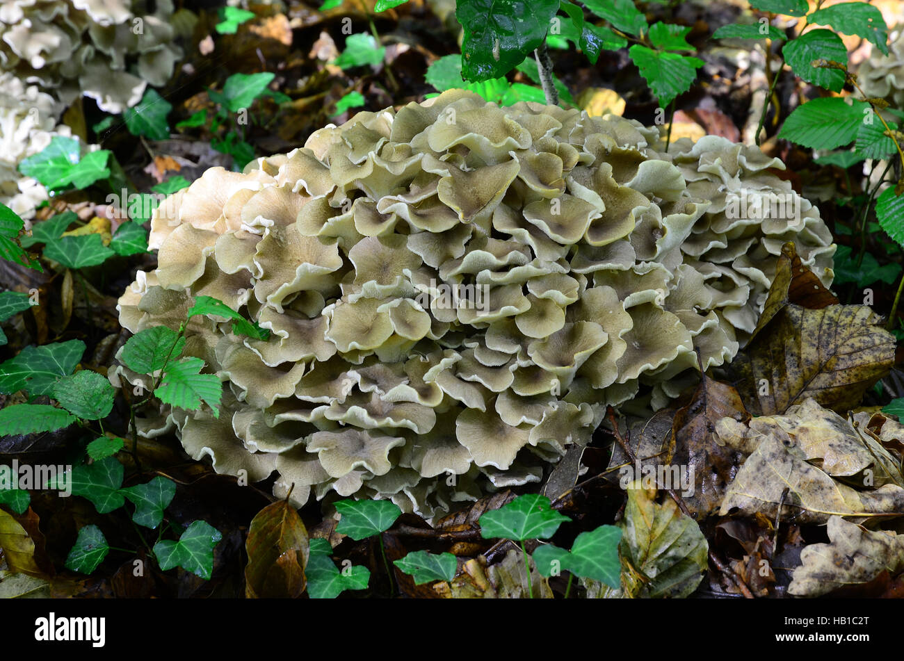 mushroom; fungus, Polyporus umbellatus Stock Photo - Alamy
